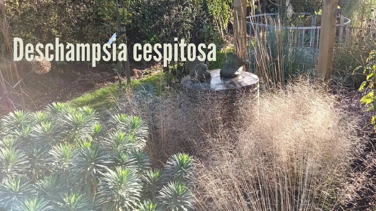 Deschampsia cespitosa a great autumn grass