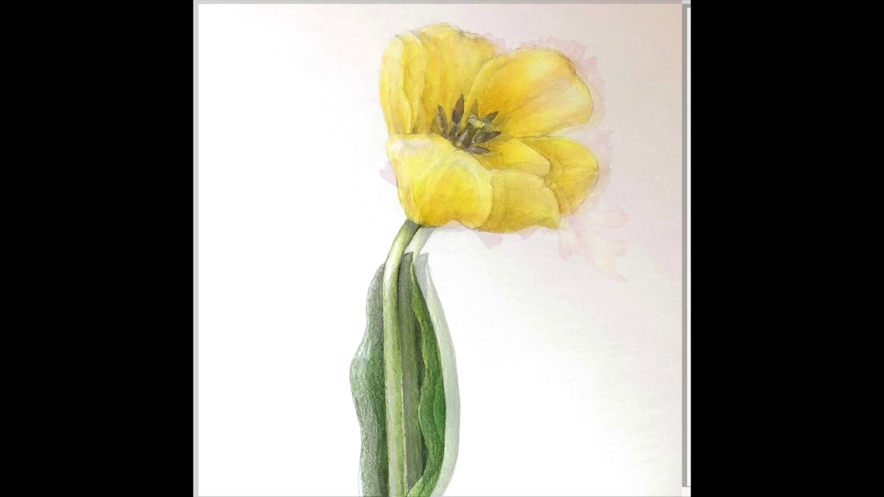 A Simple Yellow Tulip becomes a Multi-colored Parrot Tulip