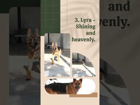 Top 5 Rare Names For Girl German Shepherds