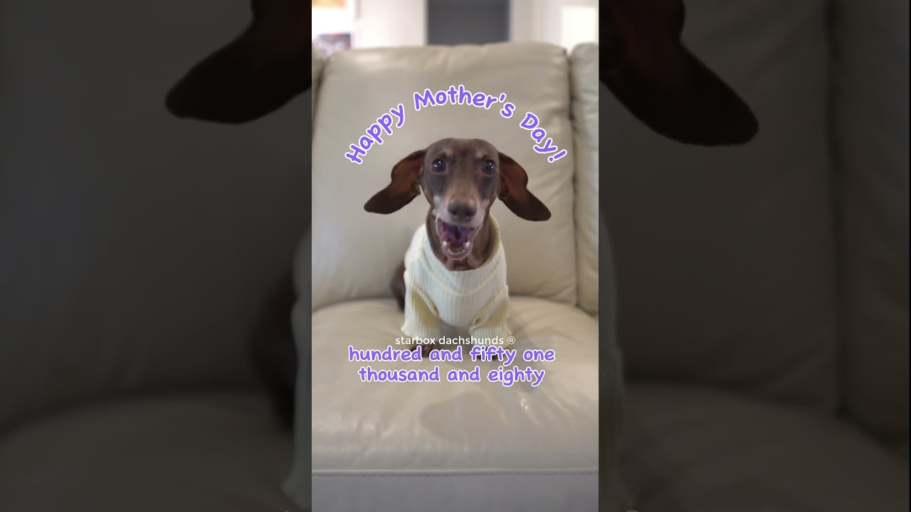 Happy Mother’s Day! #starboxdachshunds