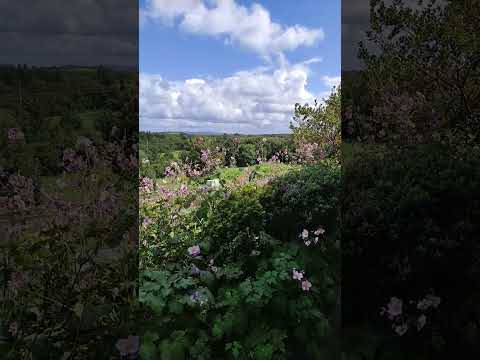 Irish weather on August
