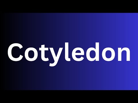How to pronounce Cotyledon perfectly? How to say Cotyledon? How to speak Cotyledon?