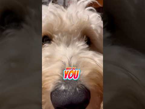 Why Do We Eat Food That's Way Too Hot? #dog #puppy