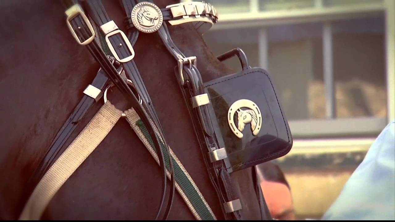 Stop Horsing Around
