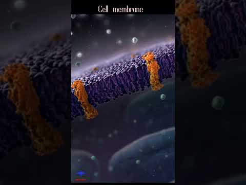 The cell membrane animation 🩺. #shorts