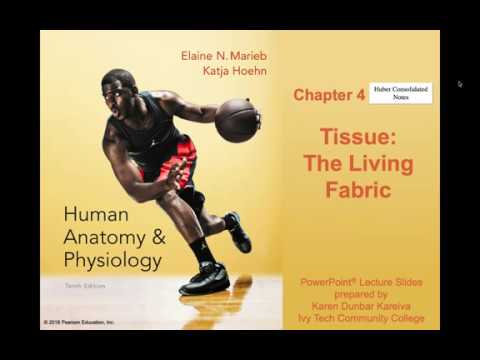 Anatomy and Physiology Ch. 4 Notes Part 2: Connective Tissues