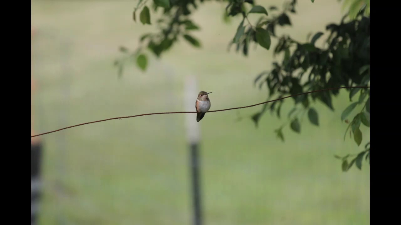 The Hummingbird and the Honeysuckle