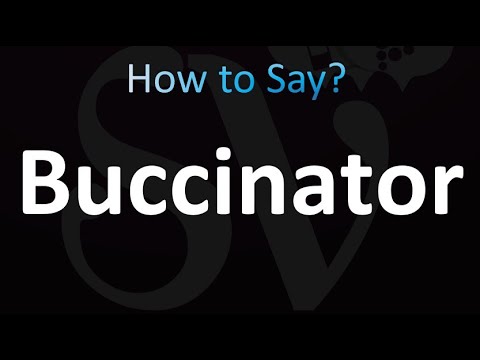 How to Pronounce Buccinator (Correctly!)