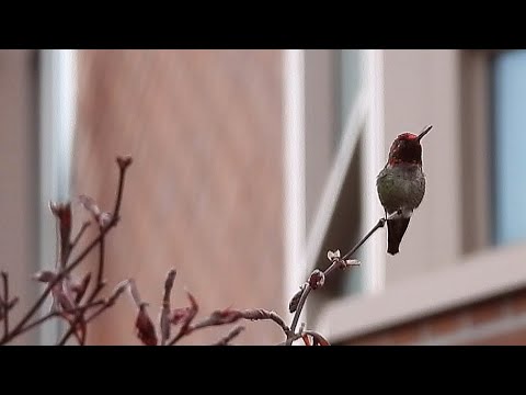 Hummingbirds CAN Sing! Anna's Hummingbird Singing - A Bright Messenger