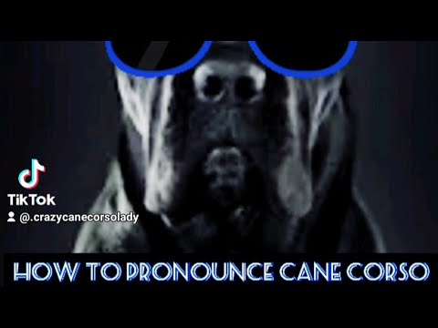 The Correct Pronunciation of Cane Corso 💪🏼