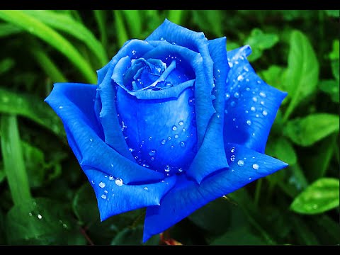 ★ MEANING OF ROSE ★
