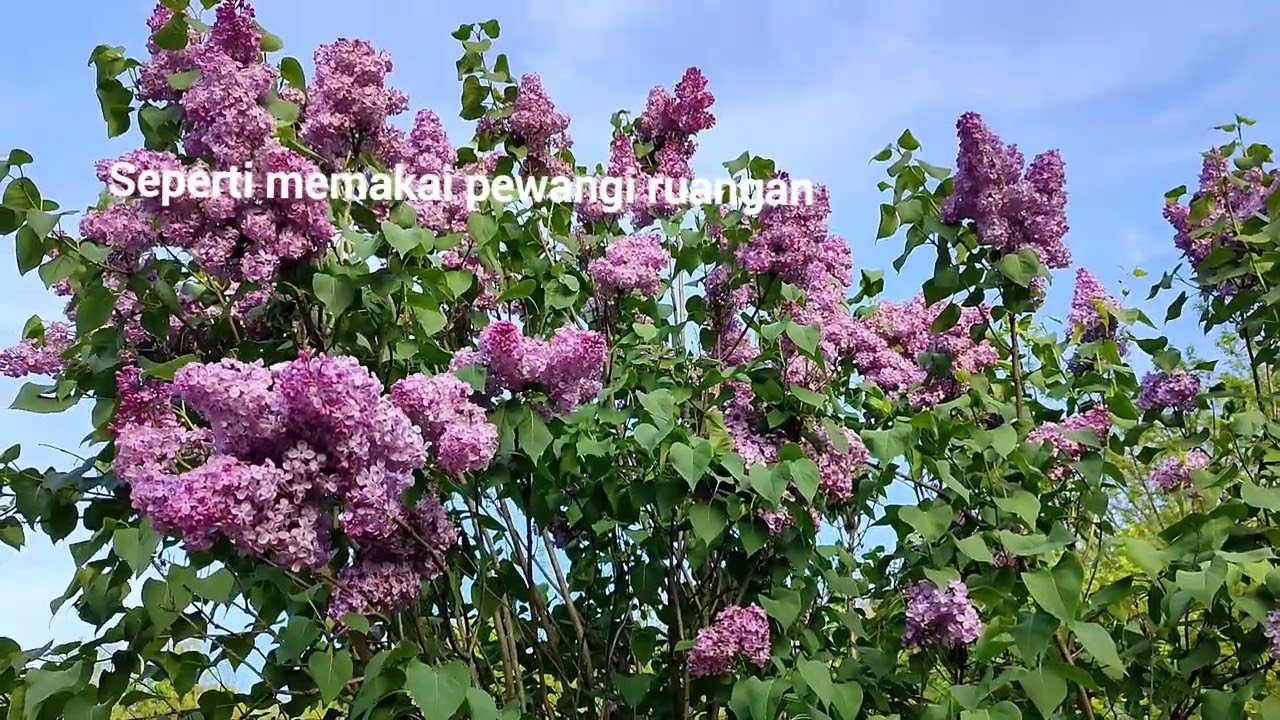 Bunga Lilac | Flower Lilacs on Spring | Flowers with a strong fragrance | @PecintaTanaman-Flora