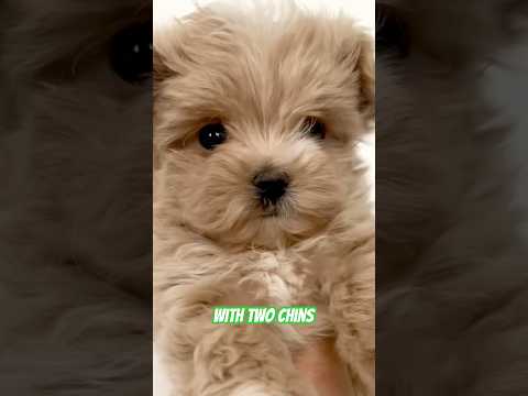 How many would agree? #puppy #puppies #maltipoo #puppyvideos #shorts #pets #cute #dogs