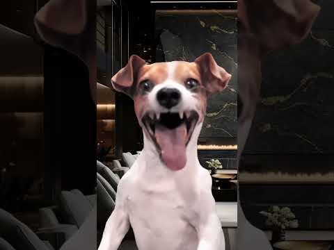 My name is Maximus Decimus Meridius… My name is Jeff… 😂 #dogs #dogmeme #mynameis #funnydogs