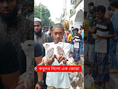 কবুতর নিলো এক জোড়া সাটিন | মিরপুর ১ কবুতরের হাট | কবুতর | কবুতরের হাট | পায়রা #shorts