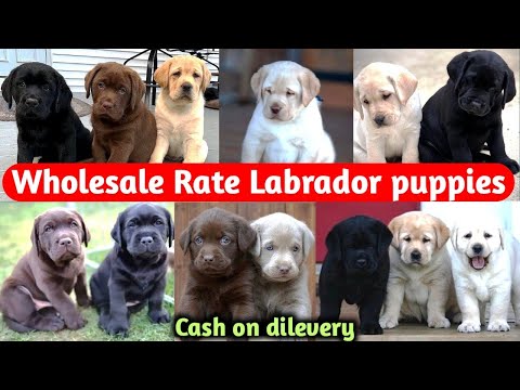 Labrador Puppy For Sale | Golden colour Labrador | Black Labrador puppy