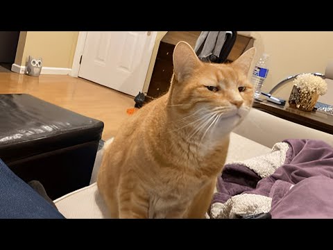 Bombastic side eye 🙄 Funniest Cats and Dogs Videos 😺🐶