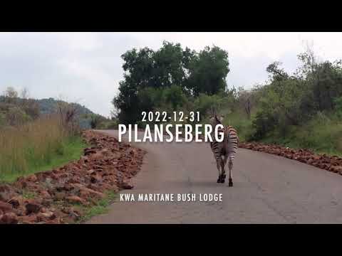Pilanseberg, Kwa Maritane Bush Lodge 2022-12-31