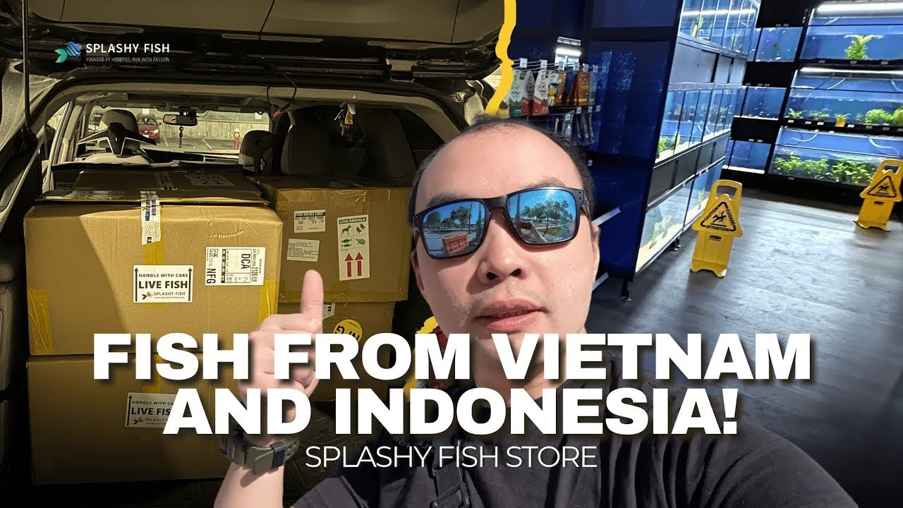 Unboxing Numerous Live Freshwater Fish from Vietnam and Indonesia!