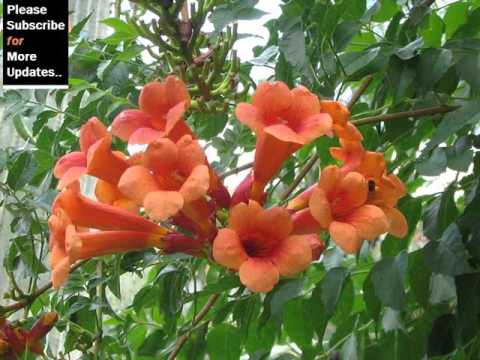 Trumpet Vine Collection