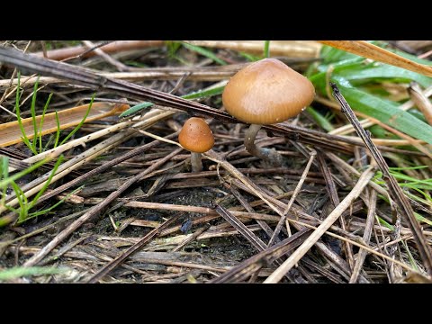 What is the mushroom Stipe?