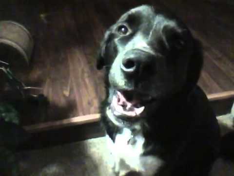 Talking Dog Gives News of the Day K9TV