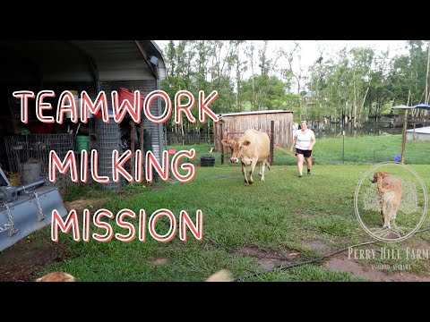 Teamwork Milking Mission