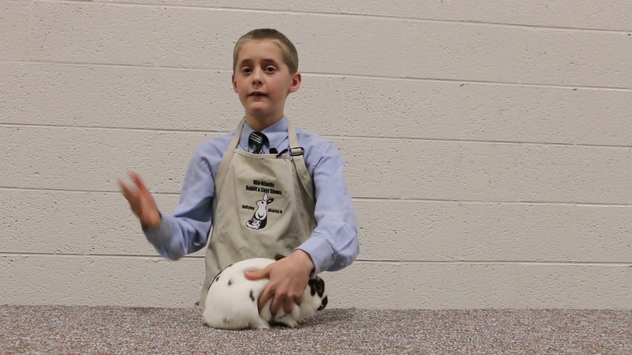 Rabbit Showmanship