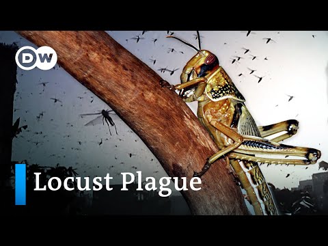 Why we’re seeing the worst locust invasion in decades | franzcalvo