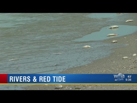 Mote Marine Lab researcher trying to find out why red tide blooms