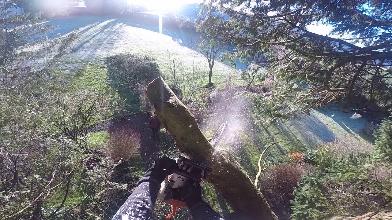conifer dismantle part 1