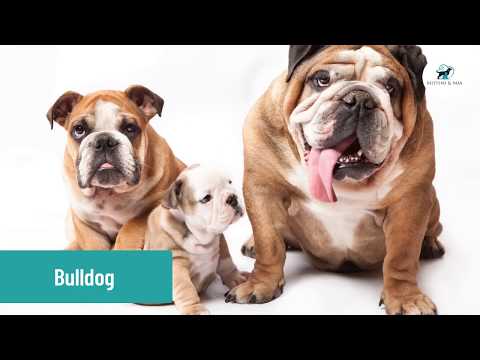 Top 10 Dog Breeds | Mittens and Max