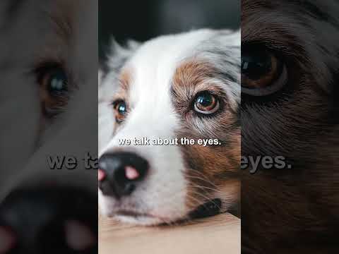 The Importance of Maintaining Ocular Health for Our Pets