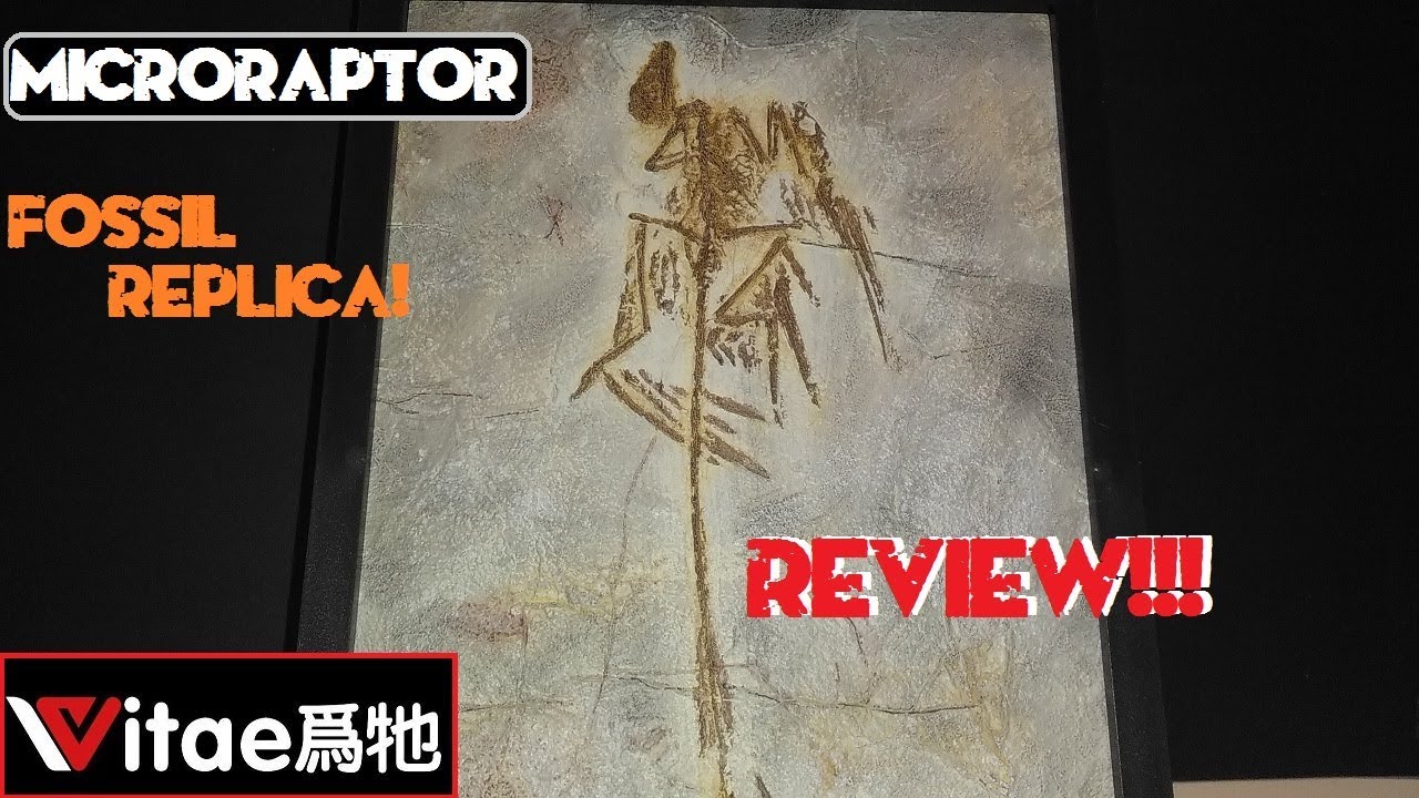 Vitae Microraptor Gui Fossil Replica Review!!!