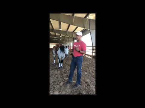 FB LIVE #2 Working With Lazy Horse " SMOKEY "