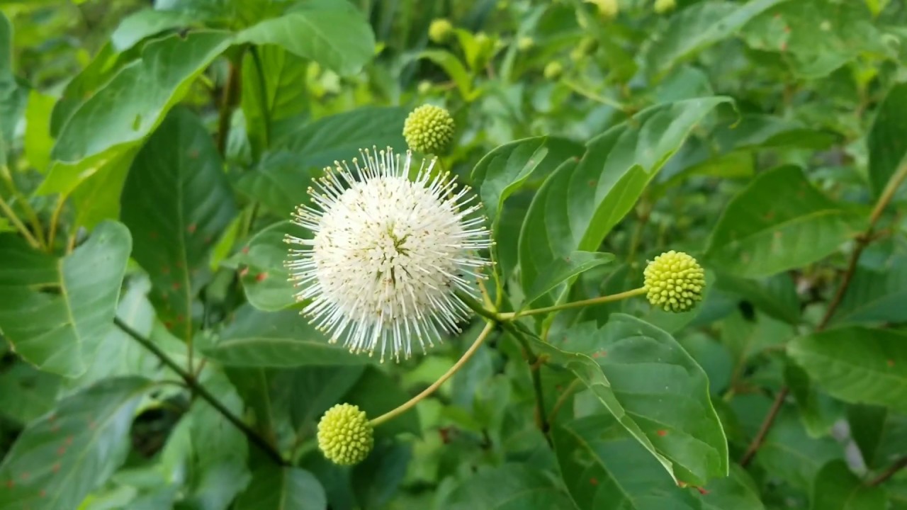Buttonbush - Toxic Plants