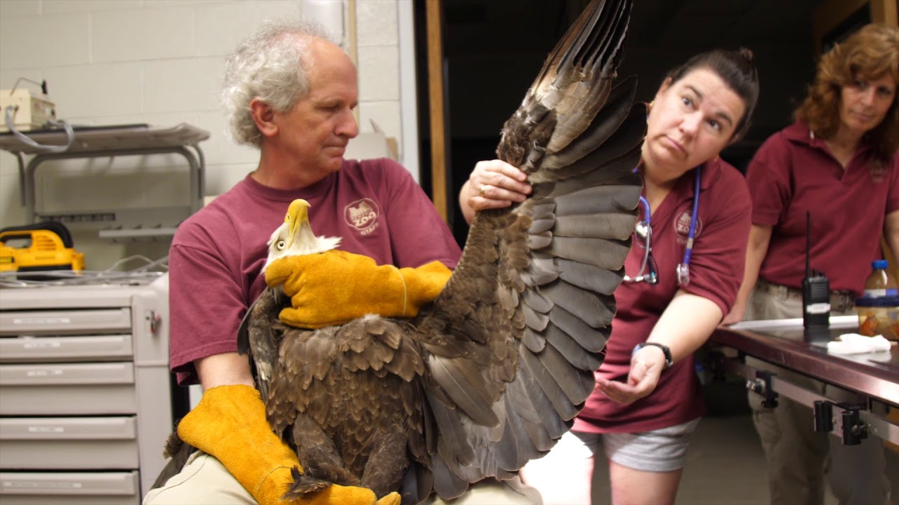 Rehabilitated Bald Eagle Released after Memphis Zoo Provides Care