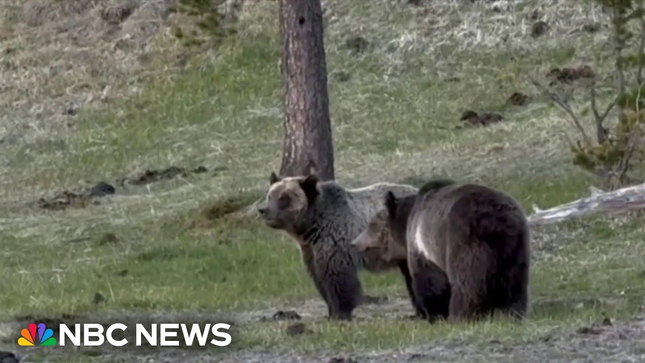 Hiker’s body found after suspected bear attack in Glacier National Park