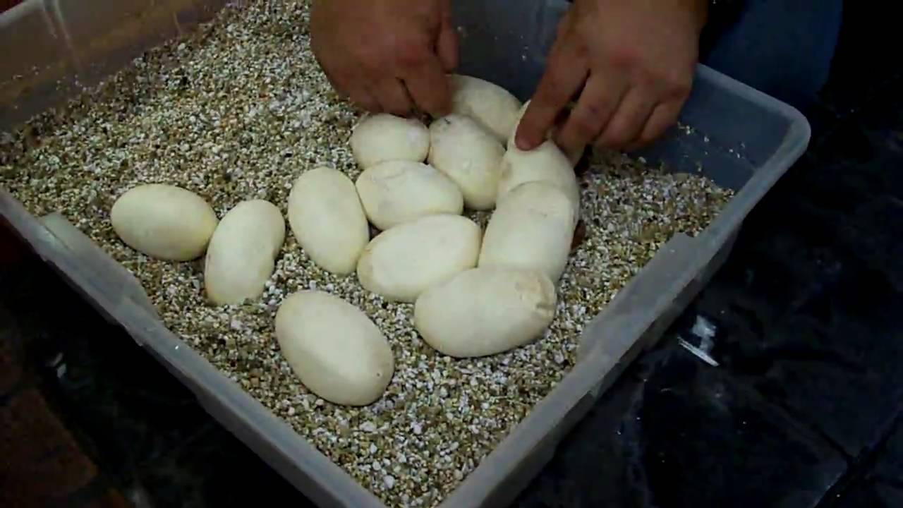 HUGE African Rock Python Clutch!