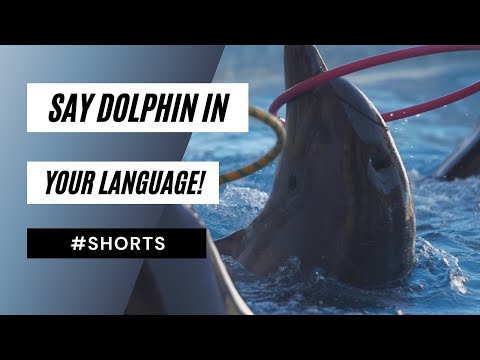 Say Dolphin in Your Language #shorts - if i don't speak your language, #shorts 🐬
