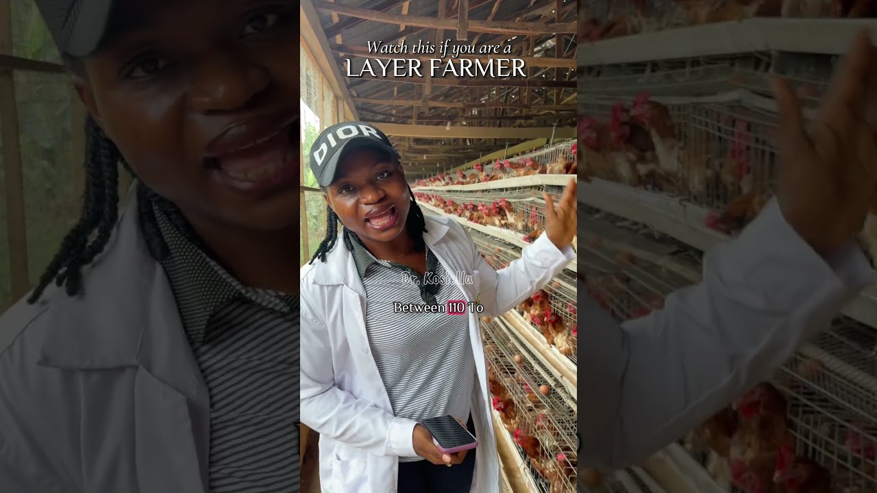 More feed do not mean more eggs in layer farming #layerfeeding #layerfeedingguide #layerfarm #layers