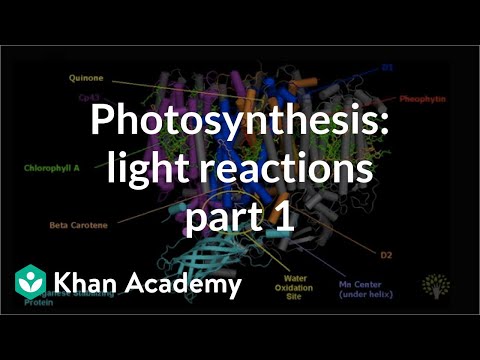 Photosynthesis: Light Reactions 1