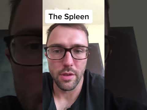 The spleen stores blood, filters and maintains fluid levels and gets rid of old/damaged blood cells