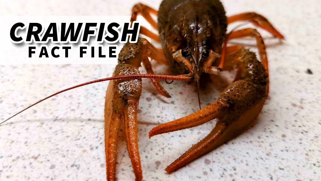 Crawfish Facts: aka CRAYFISH facts | Animal Fact Files