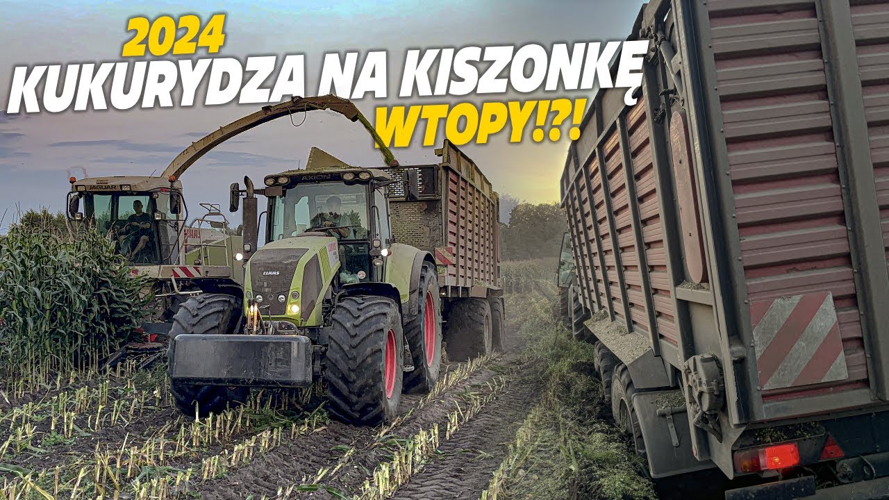 🇵🇱Kukurydza na Kiszonkę 2024!🔥 WTOPY🔥 [MP TECHNIK]