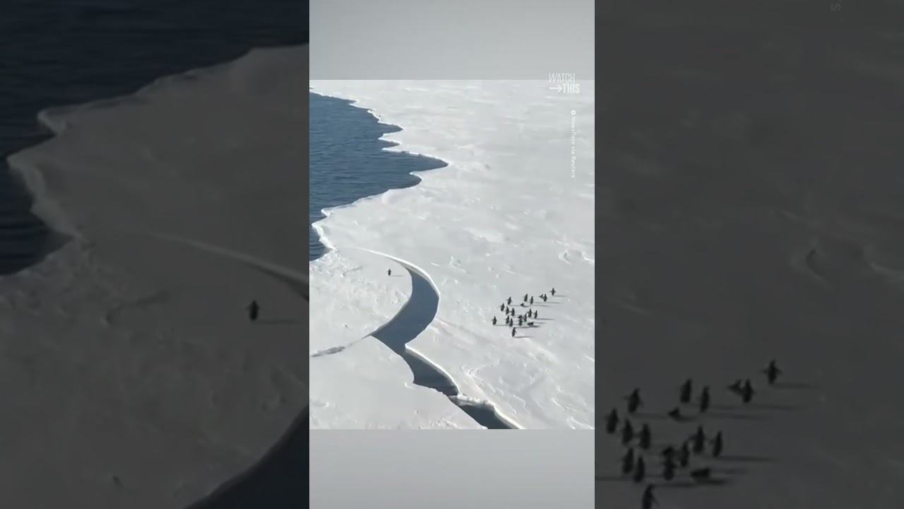 Lone Penguin Almost Gets Separated From Flock as Ice Breaks 😅