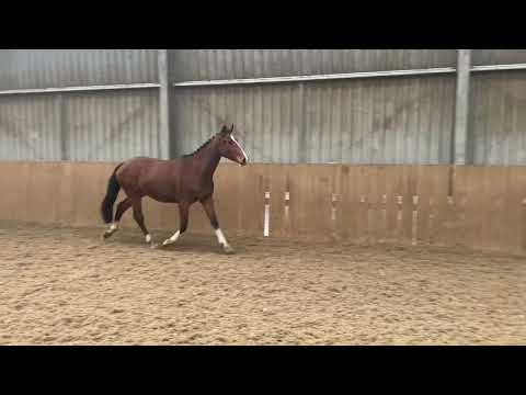 Miss Dignified Video 2 - November Auction