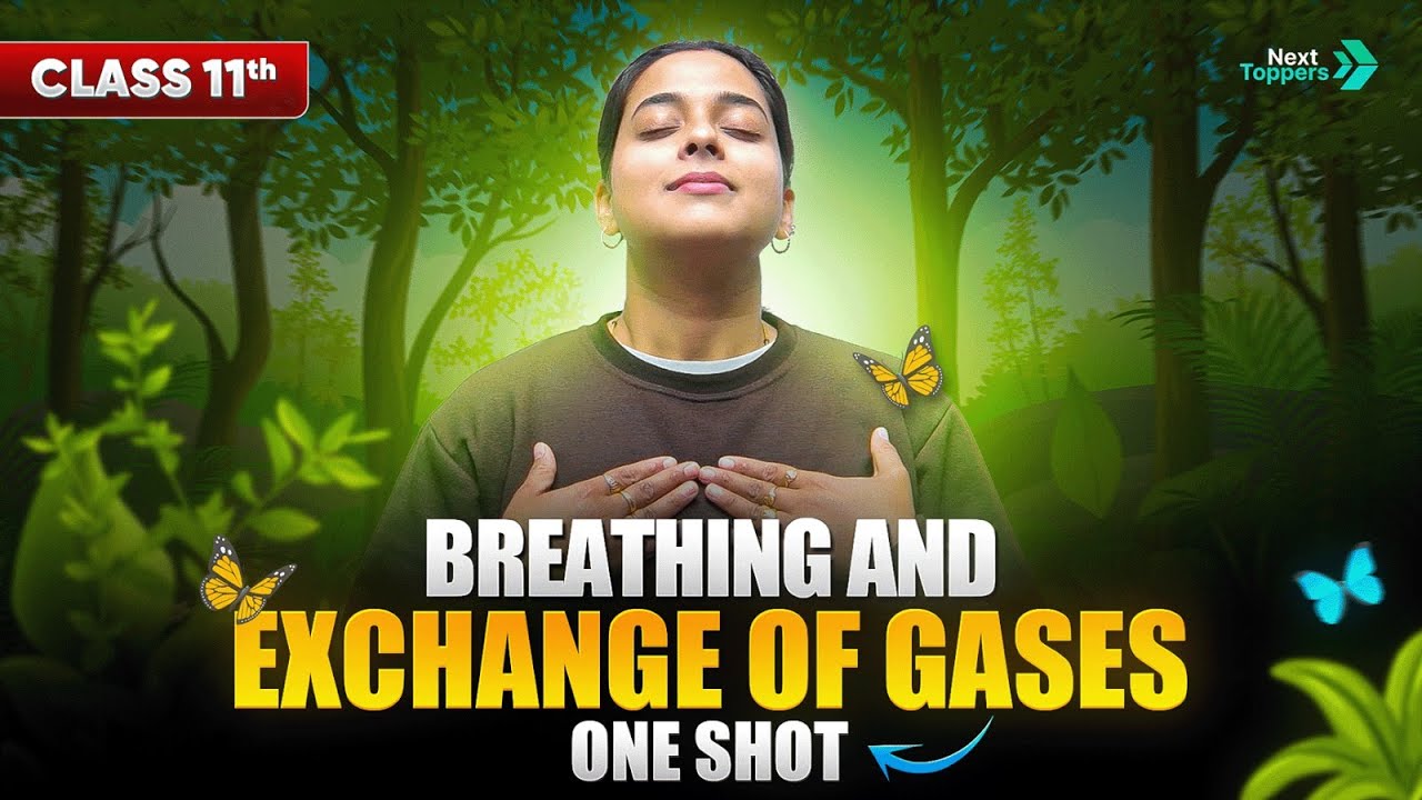 Understanding Breathing and Gas Exchange: A Comprehensive Guide for ...