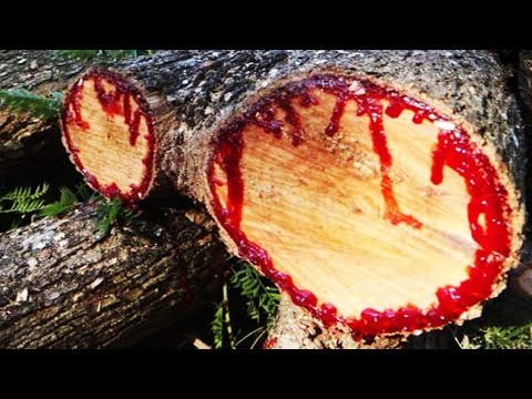 nha5."Explore the captivating world of Dragon Blood Trees in our new ...