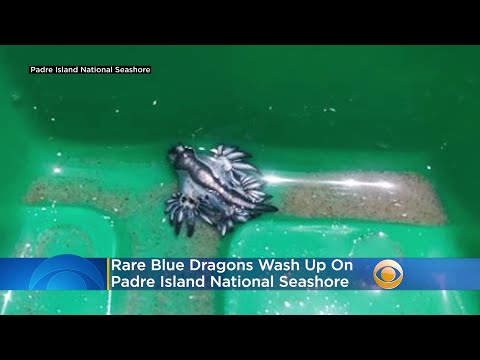 Serpentine Creatures Spotted In Texas, As Rare Blue Dragons Wash Up On Seashores